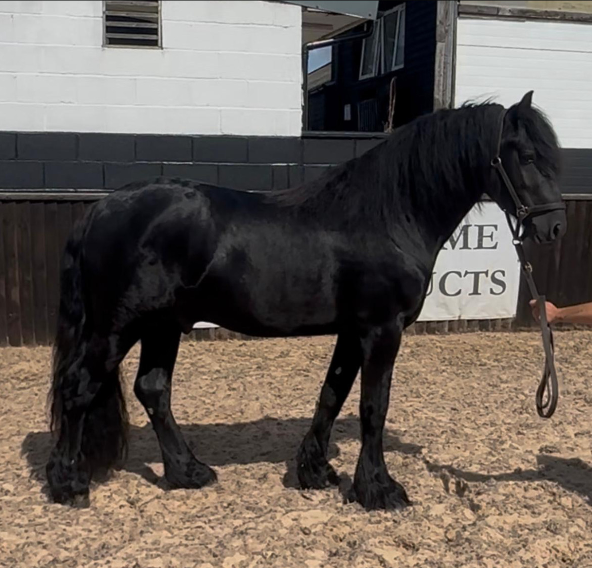 The Fell Pony Society * Sales List